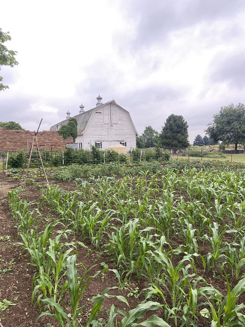 Firefly Garden2 – Firefly Fields